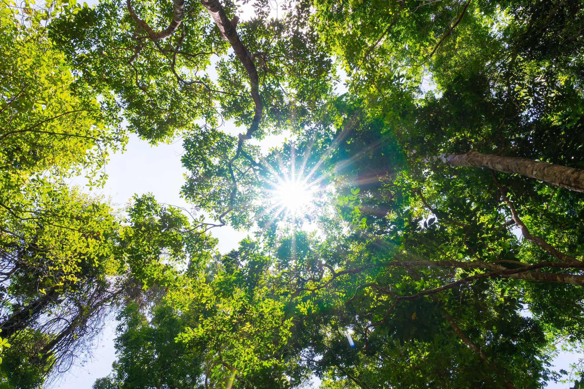 Healthy Steps Angus • ANGUSalive