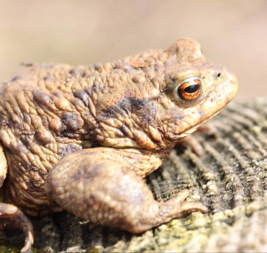 Wildlife Pond Detectives • ANGUSalive