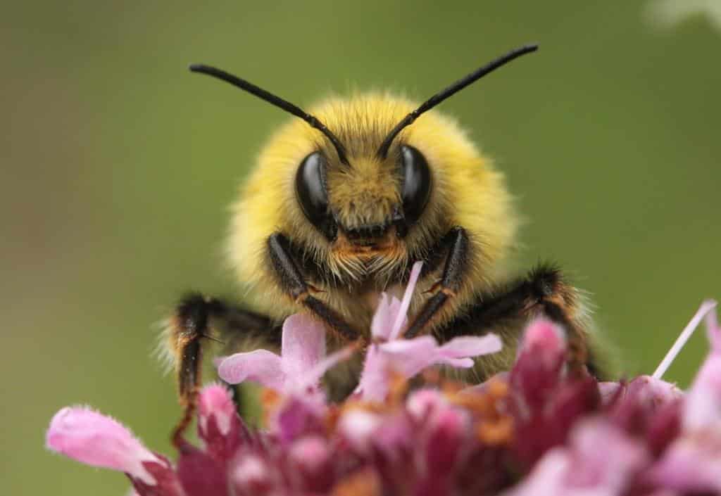 Well, I’ll ‘Bee’ Creating a Buzz! ANGUSalive to take part in Action ...