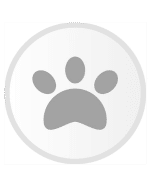 Meffan Museum and Art Gallery • ANGUSalive