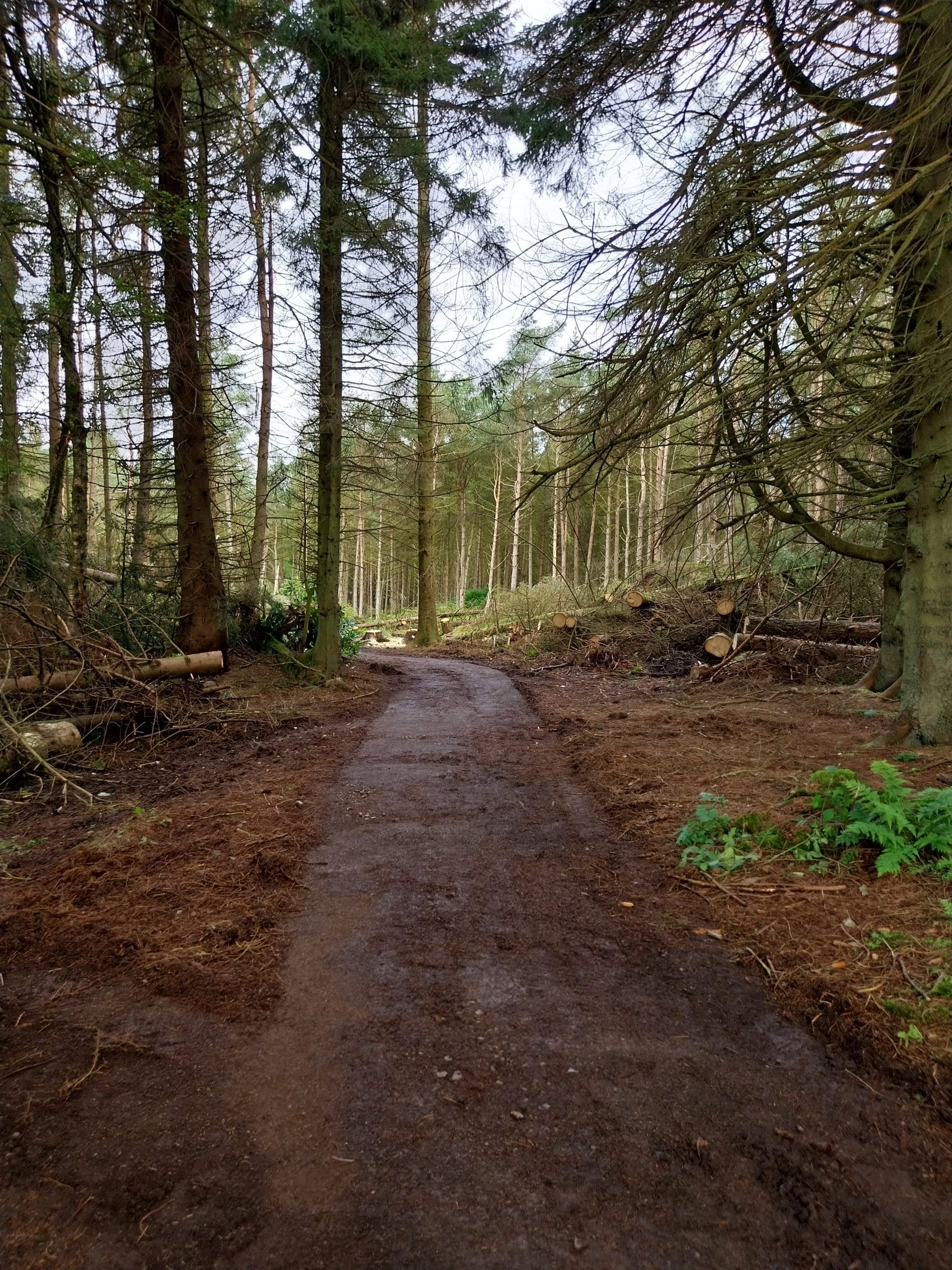 Monikie and Crombie Parks: Fallen Tree Clearance Work Complete • ANGUSalive