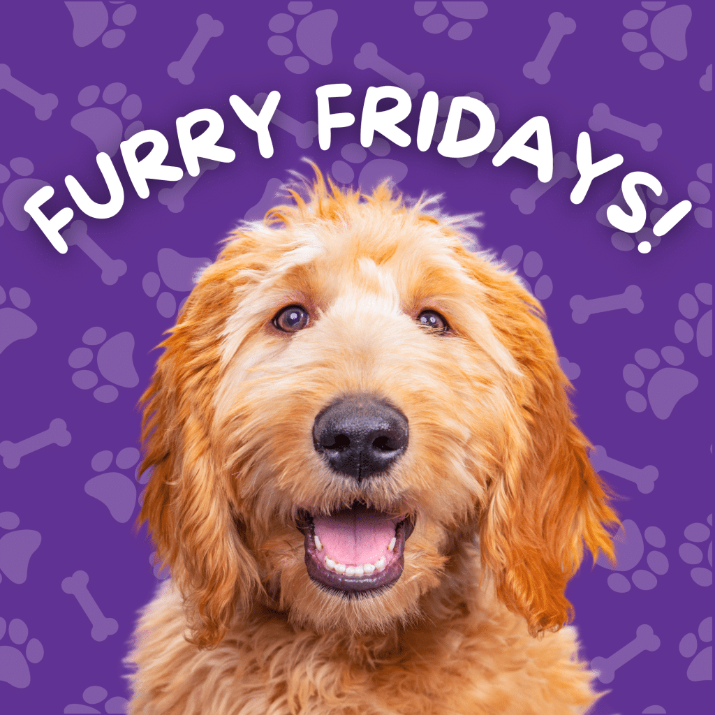 Furry Fridays: Therapets • ANGUSalive