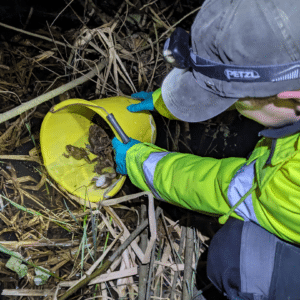 Toad Patrol • ANGUSalive